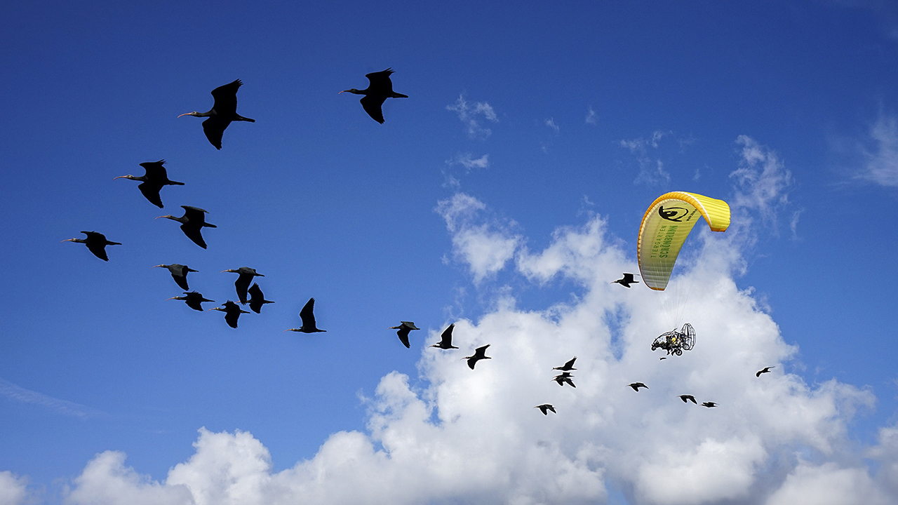 ARA mirades - Ara.cat